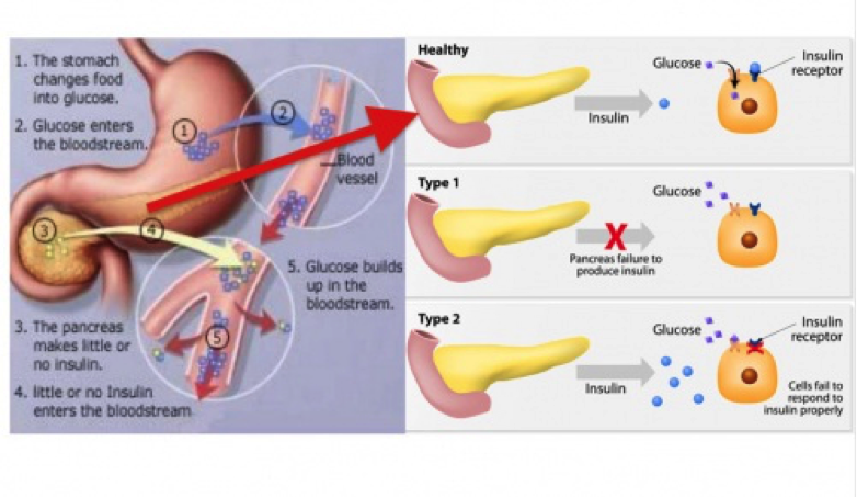 Insulin – ABDA